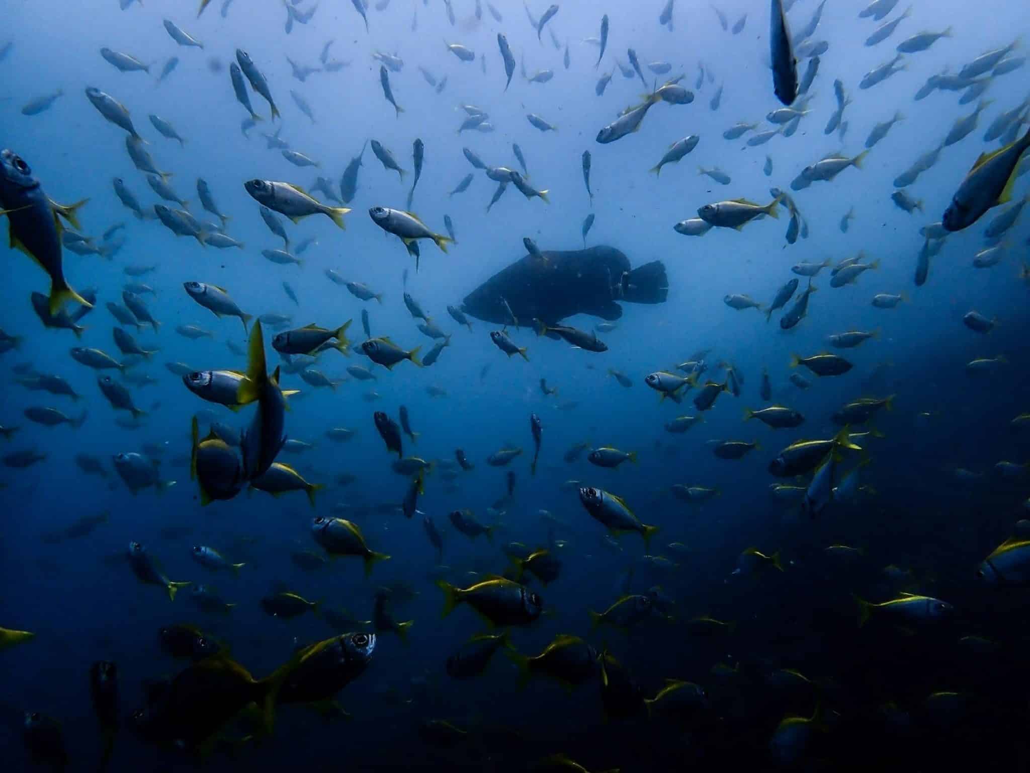 Fish Rock Dive Centre - Macleay Valley Coast