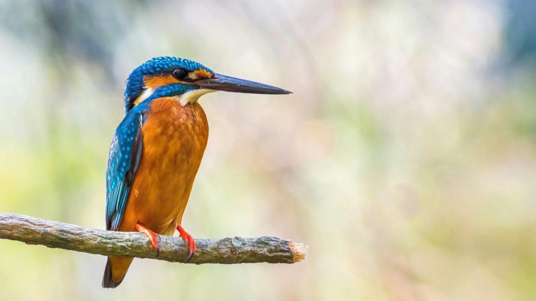 Boyters Lane Bird Hide - Macleay Valley Coast